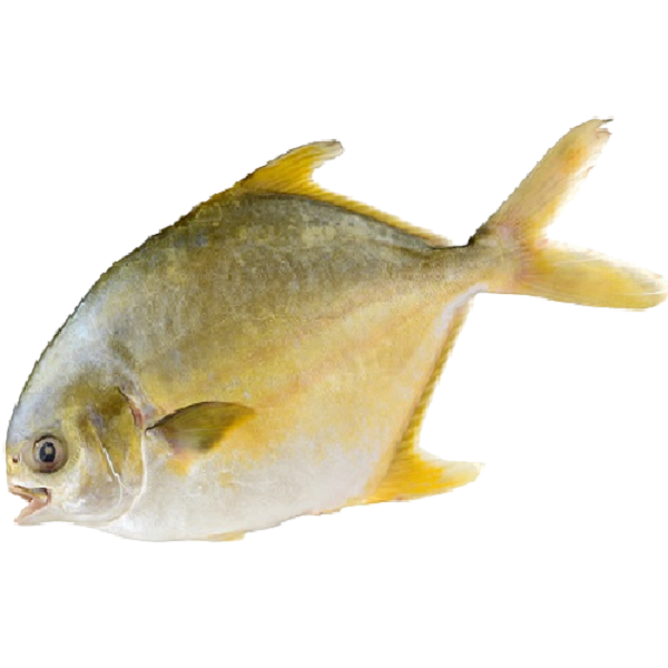 FRESH GOLDEN POMFRET FISH (AVOLI) – PRICE PER POUNDS – Kerala Casa Official